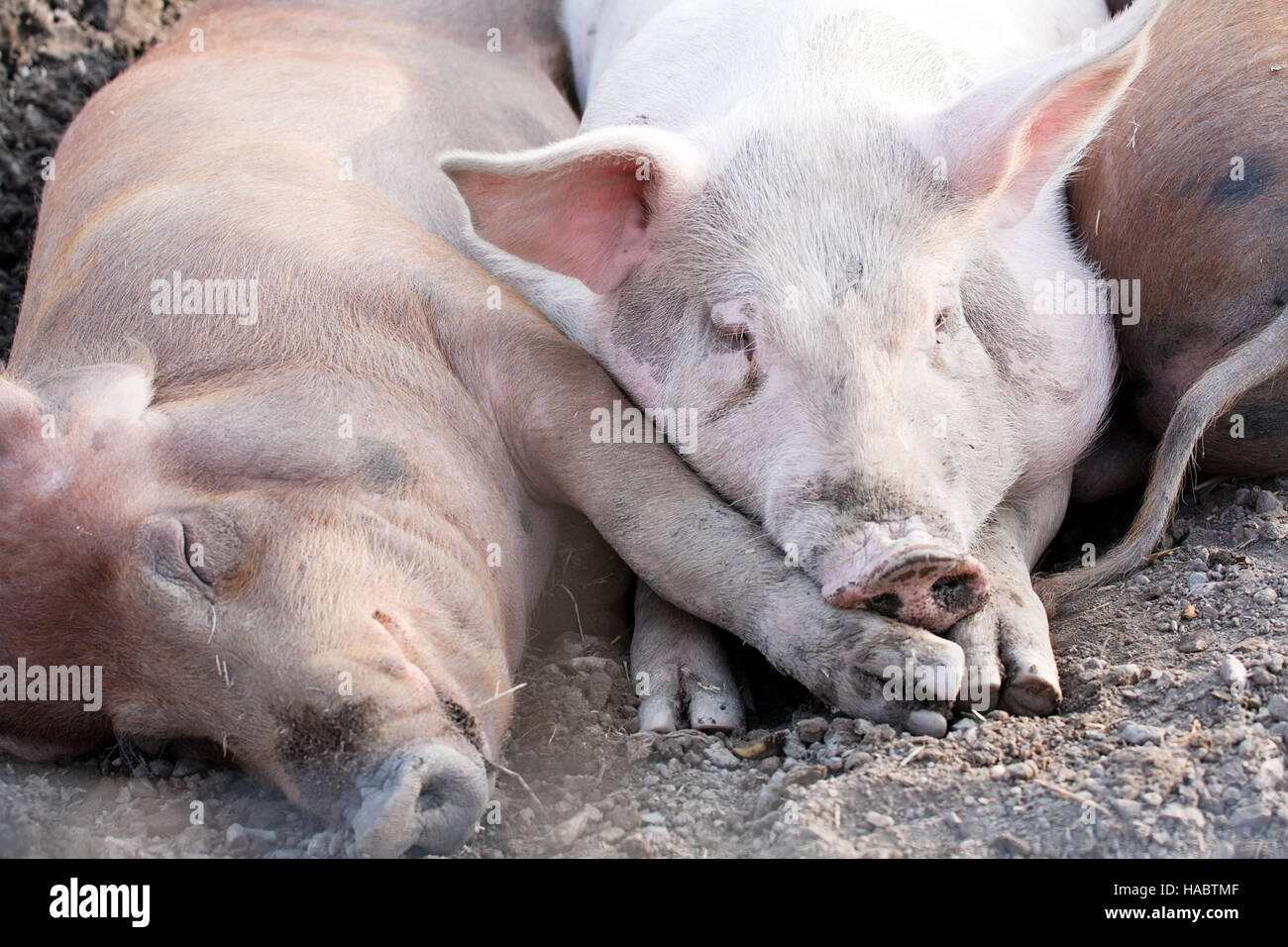Big farm animals hi-res stock photography and images - Alamy
