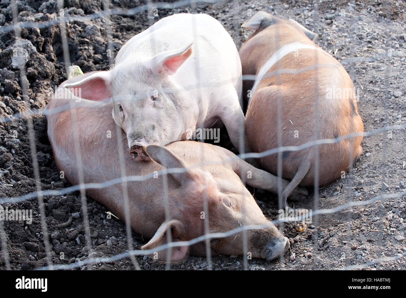 Outdoor farm animals hi-res stock photography and images - Alamy