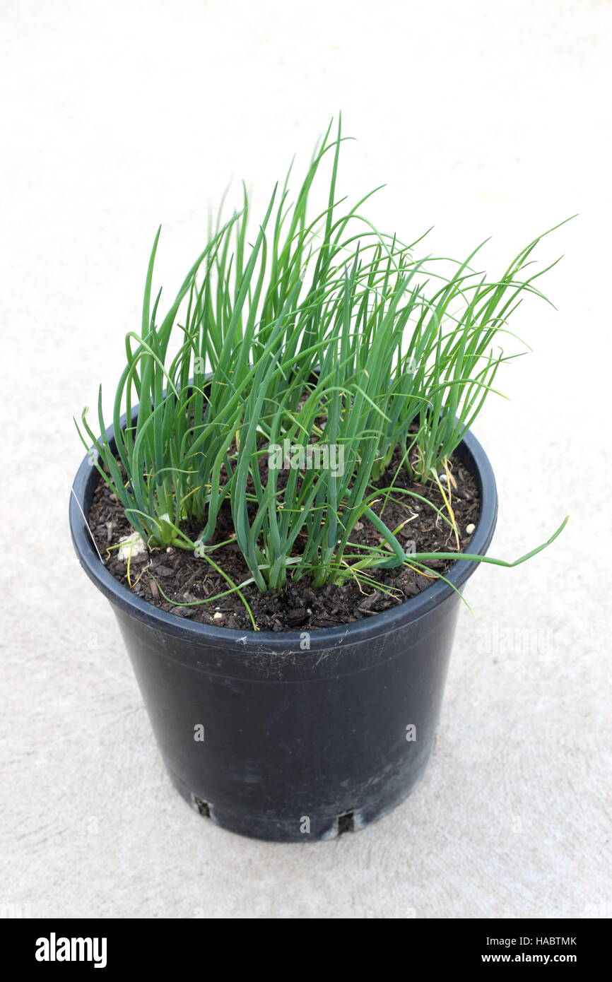 Growing spring onion in a pot Stock Photo - Alamy