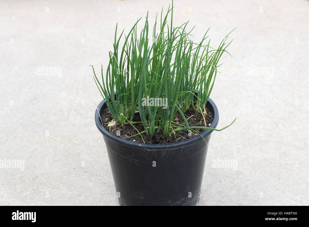 Growing spring onion in a pot Stock Photo - Alamy