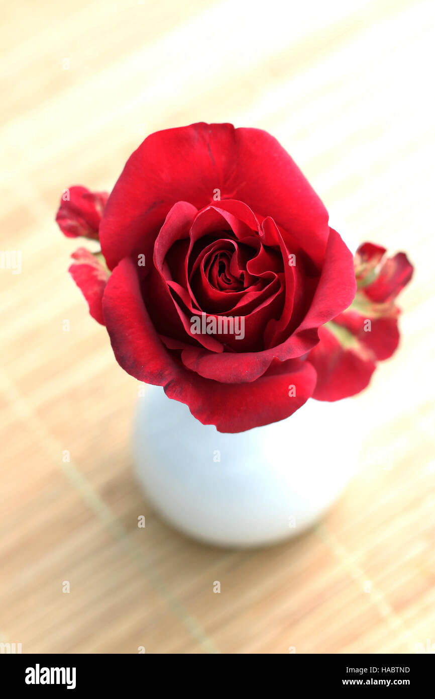 Red rose petals in white hi-res stock photography and images - Alamy