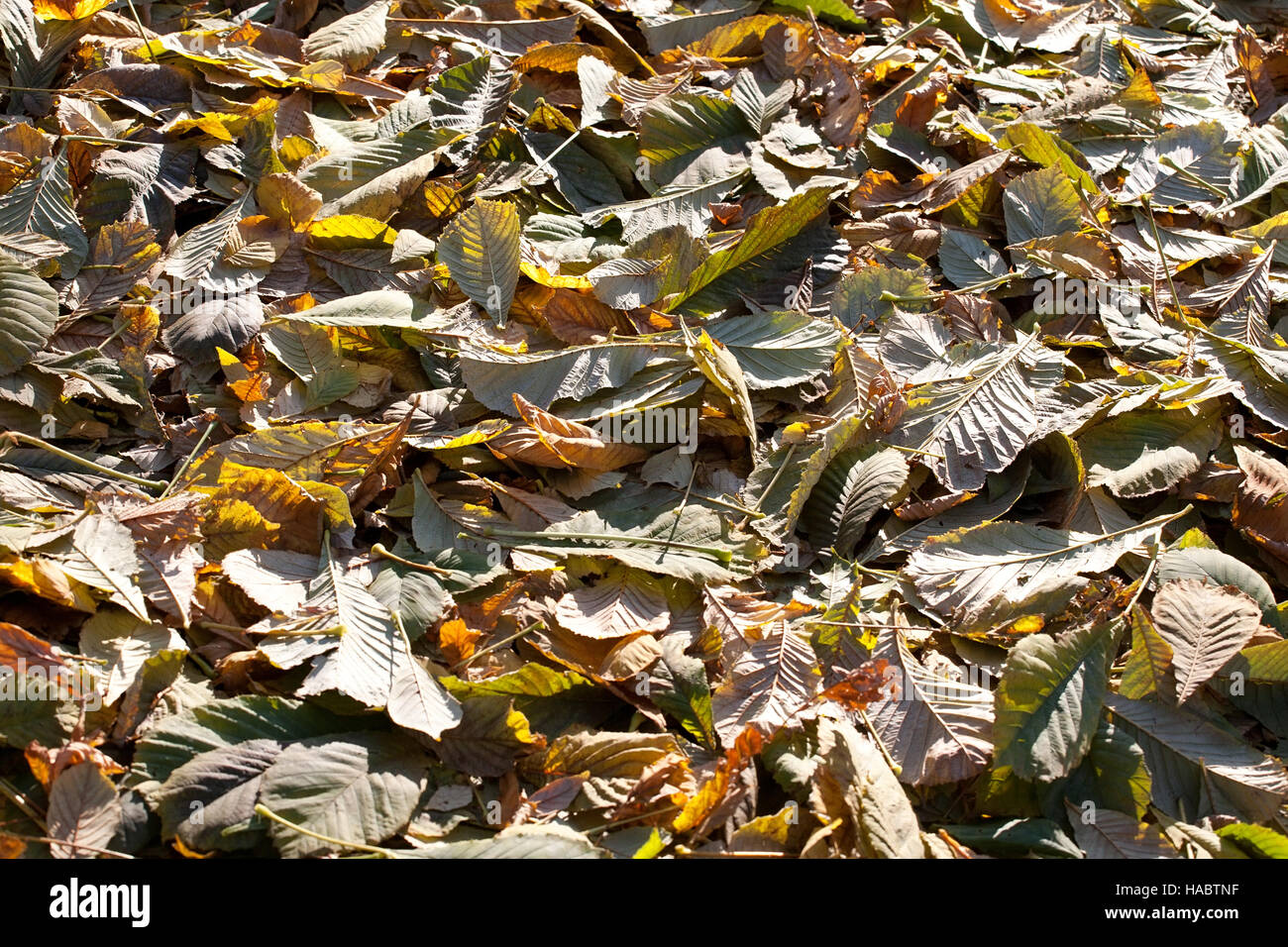 fall leaves cover on the ground abstract background Stock Photo - Alamy