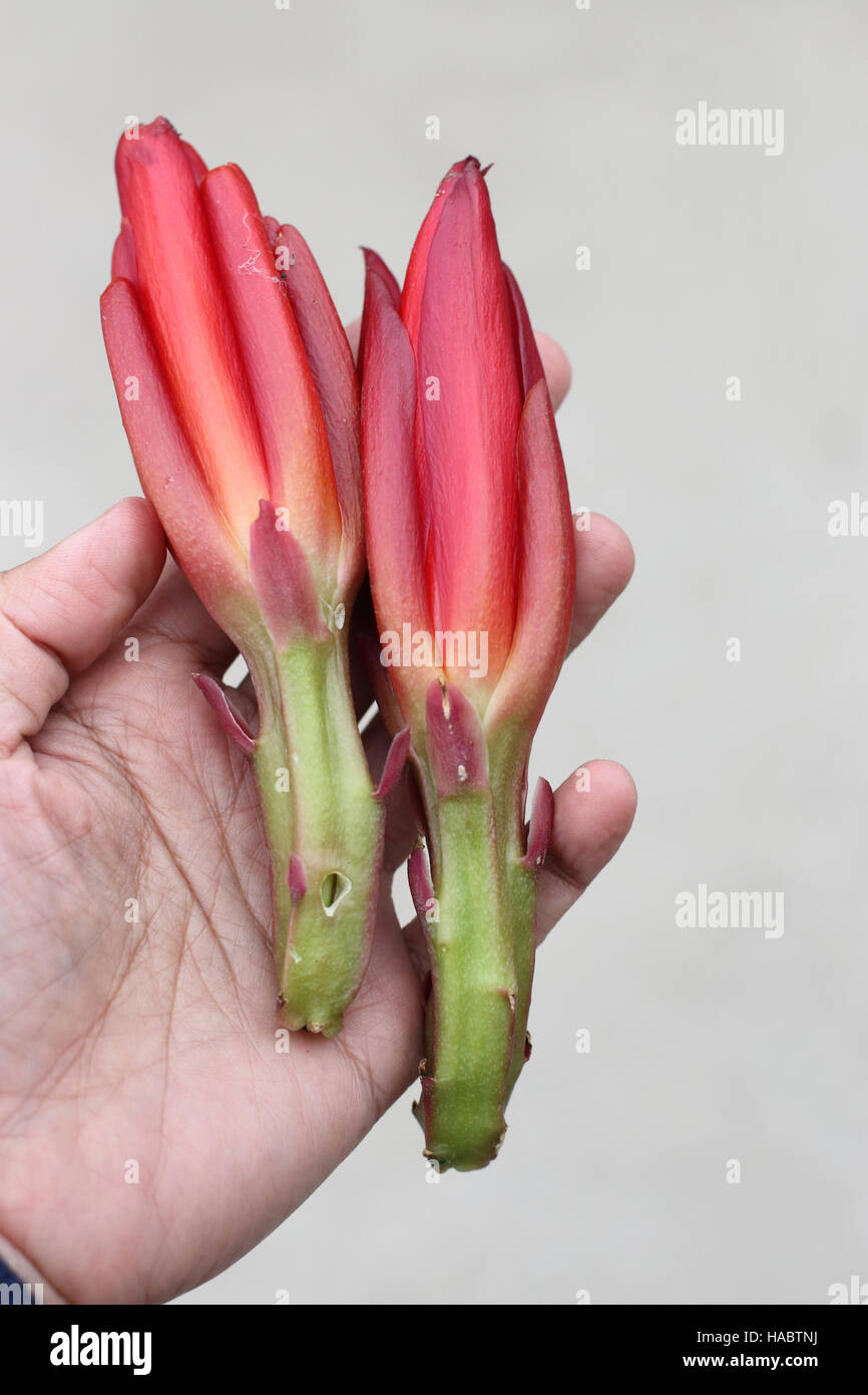 Close up of Epiphyllum or orchid cactus flower buds Stock Photo - Alamy