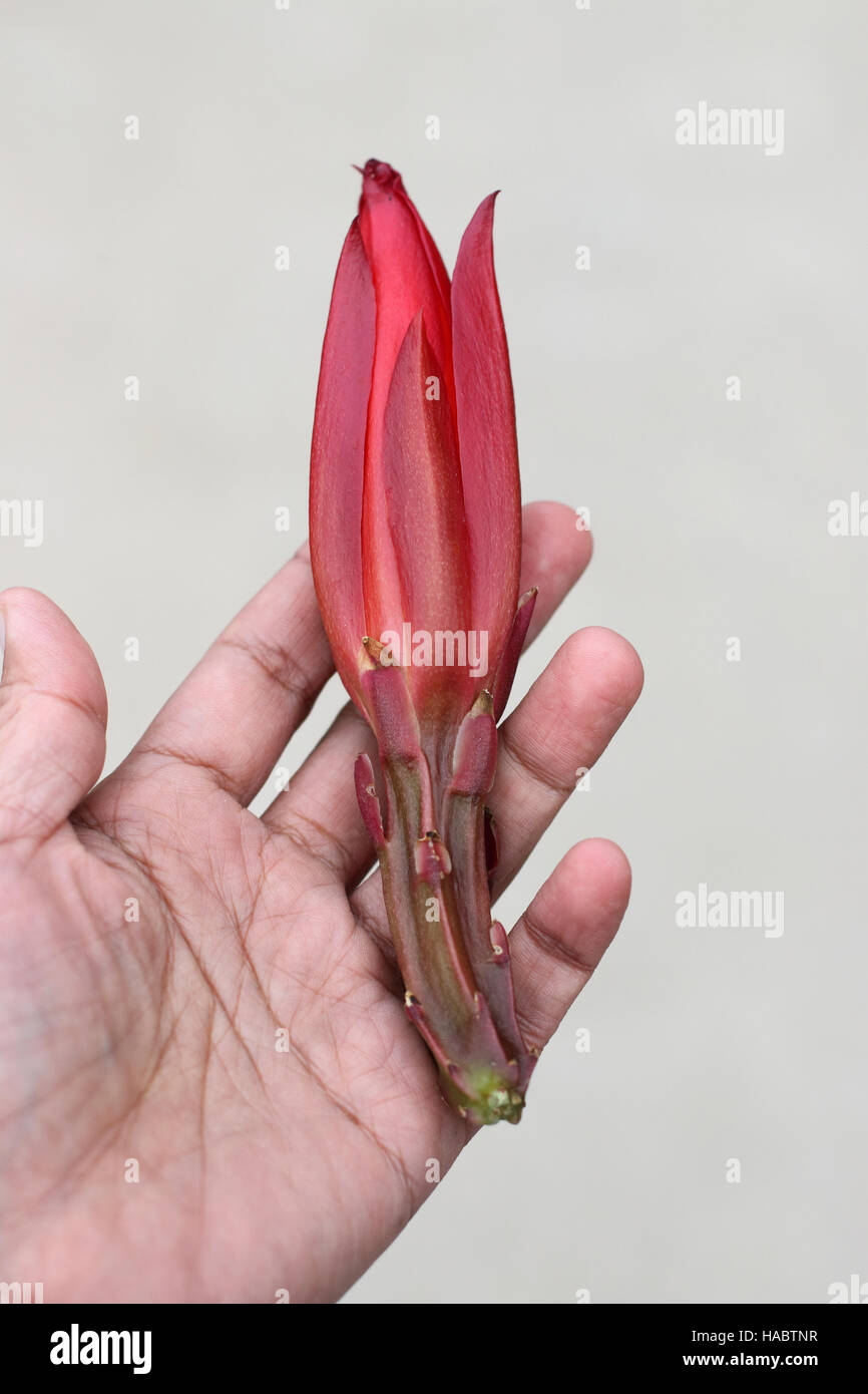 Close up of Epiphyllum or orchid cactus flower buds Stock Photo - Alamy
