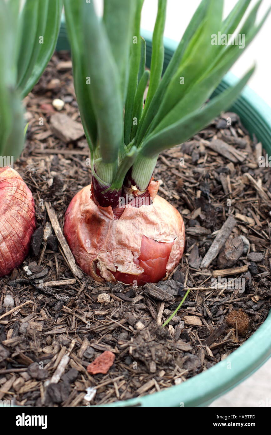Red onion sprout close hi-res stock photography and images - Alamy