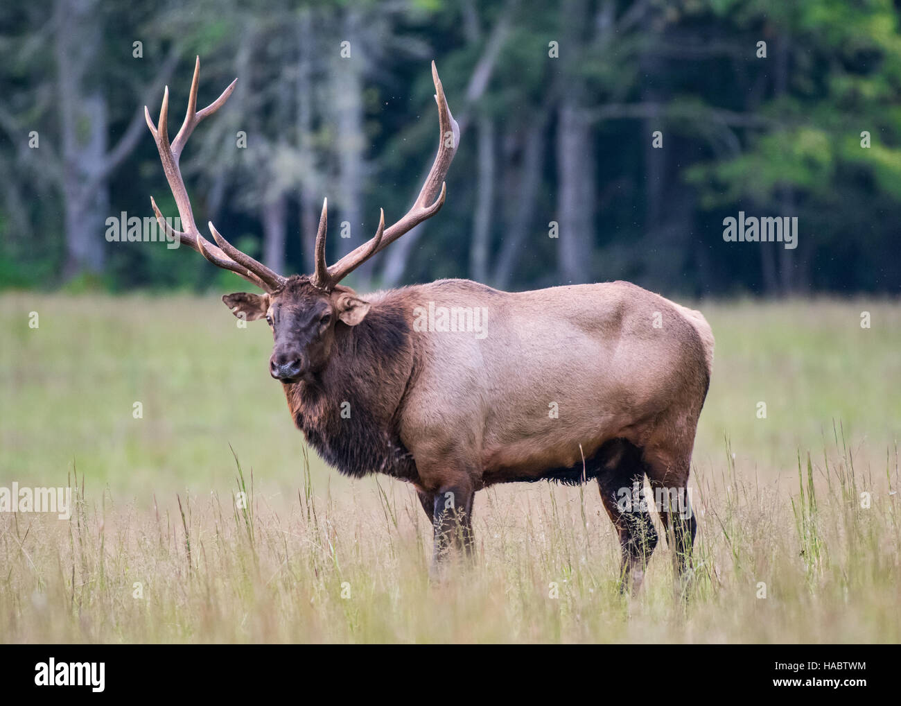 Bull elk rack hi-res stock photography and images - Alamy