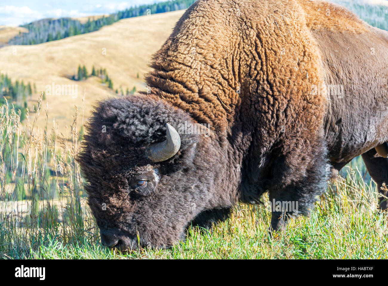 Closeup view of an American bison in Yellowstone National Park Stock ...