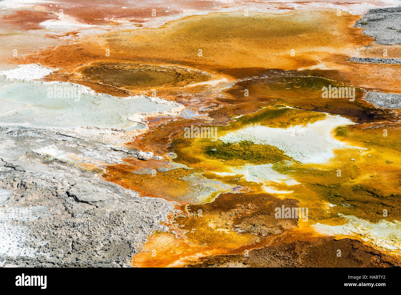 Bacteria mat at Mammoth Hot Springs in Yellowstone National Park Stock ...