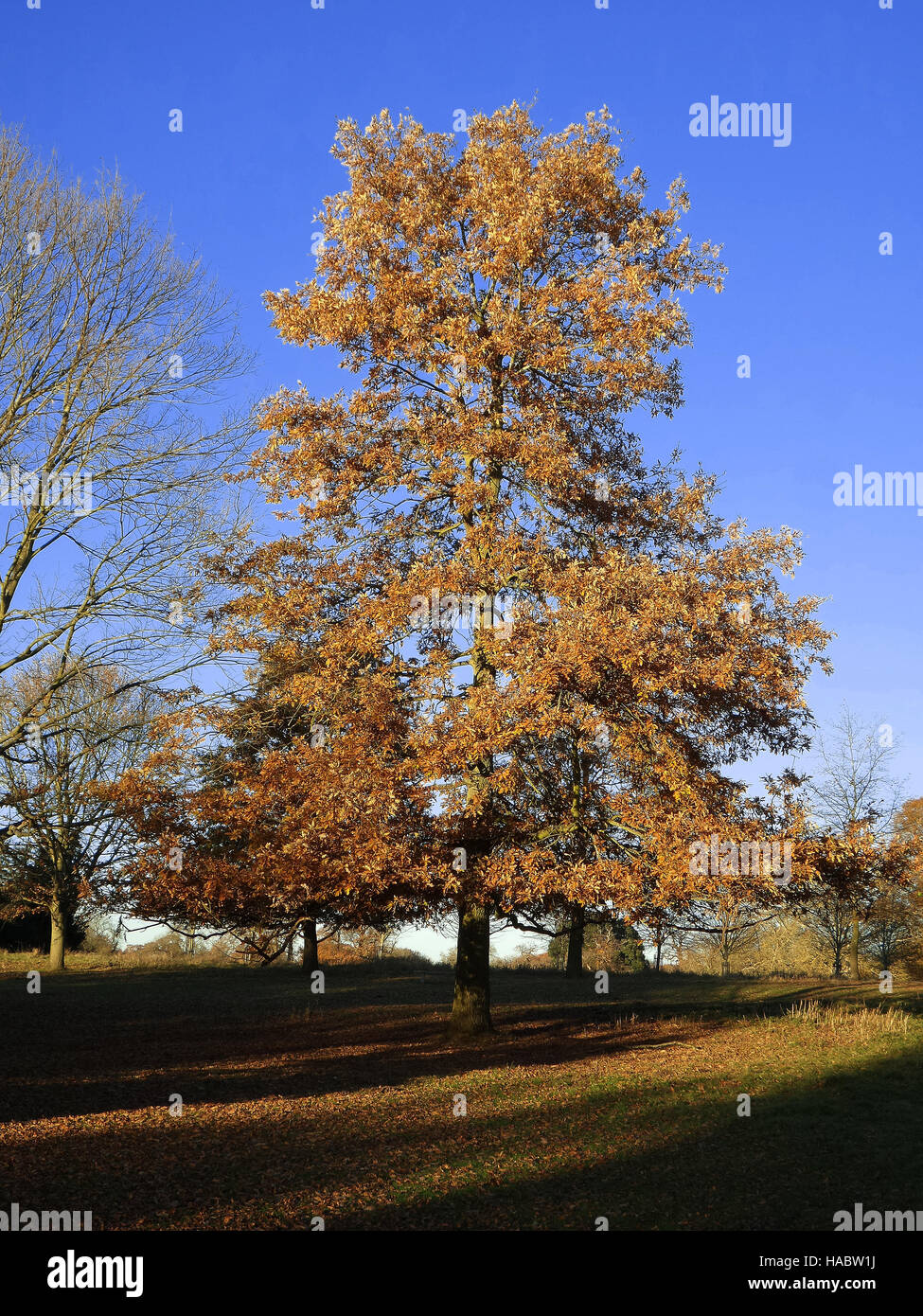 grounds and estate of stately home Stock Photo - Alamy
