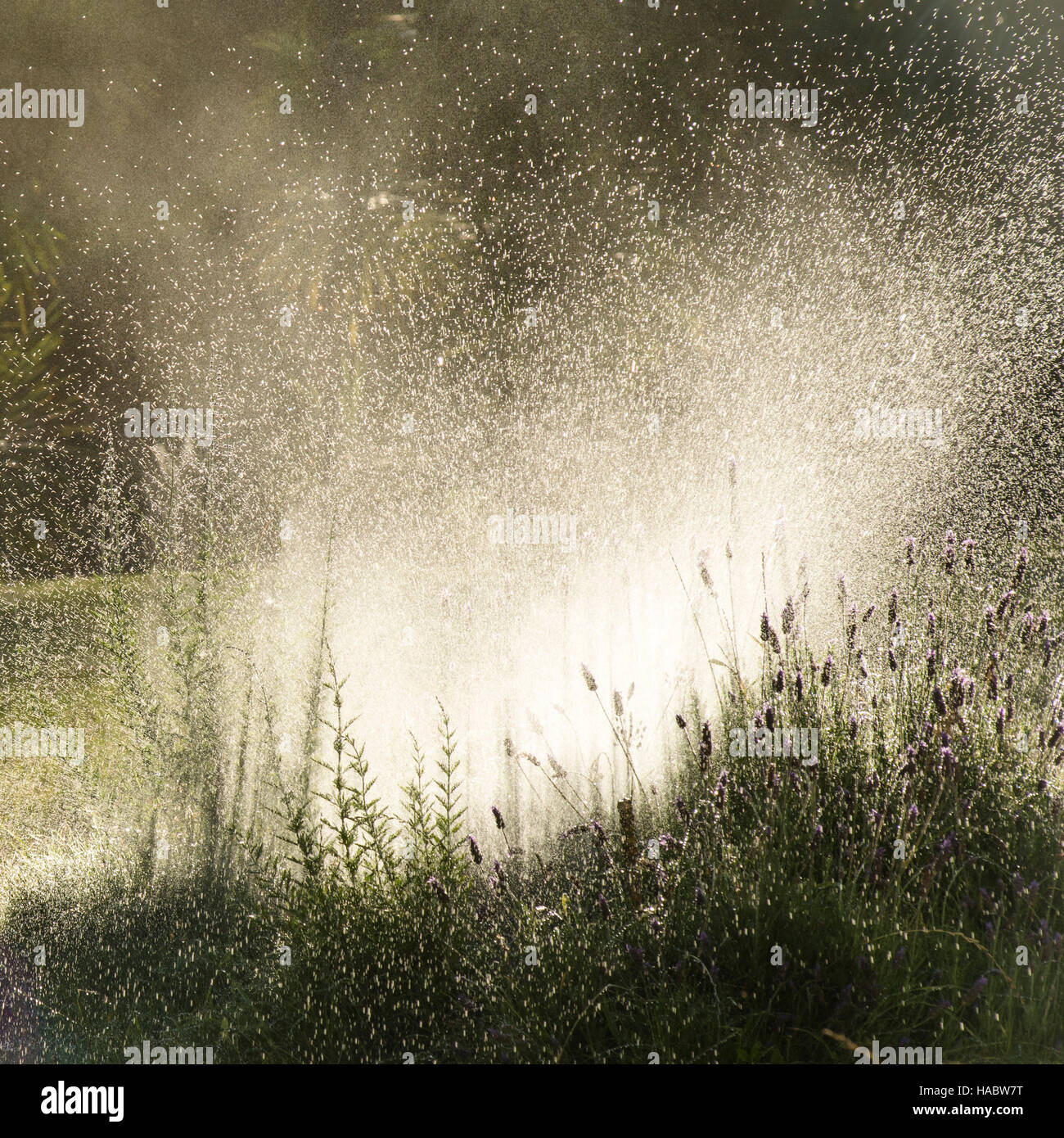 Lavender in the rain hi-res stock photography and images - Alamy