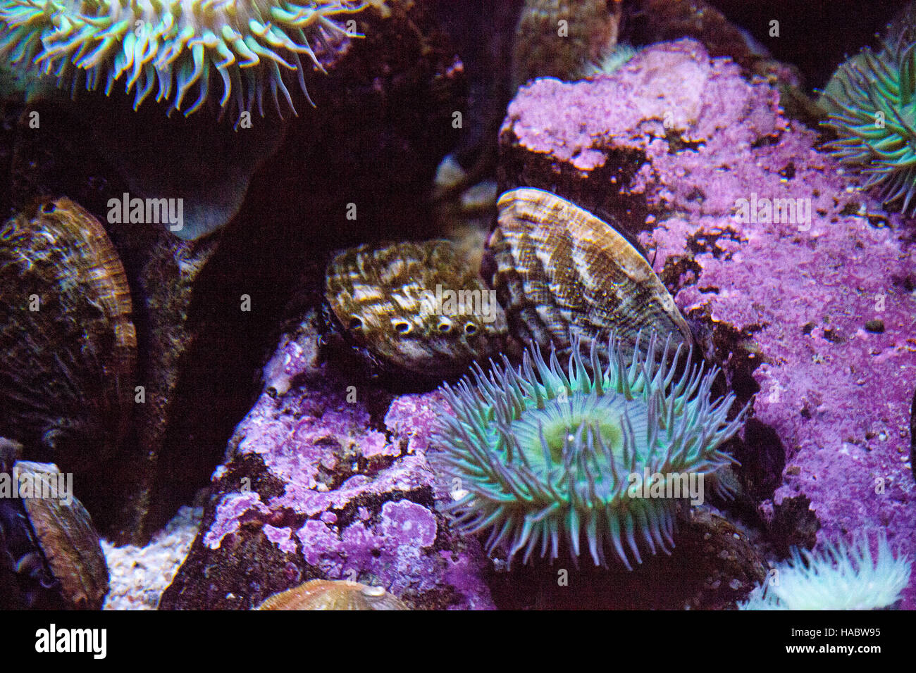 Abalone in a coral reef near starfish and anemones in a saltwater ...