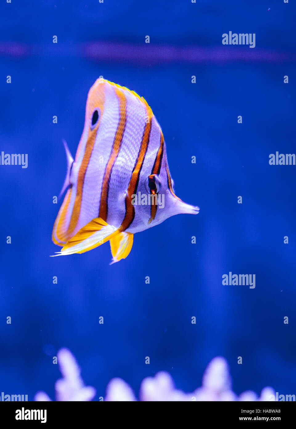 Copper-banded butterflyfish, Chelmon rostratus, in a reef aquarium ...