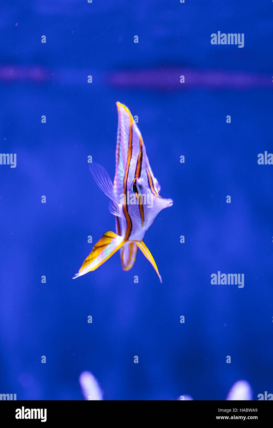 Copper-banded butterflyfish, Chelmon rostratus, in a reef aquarium ...