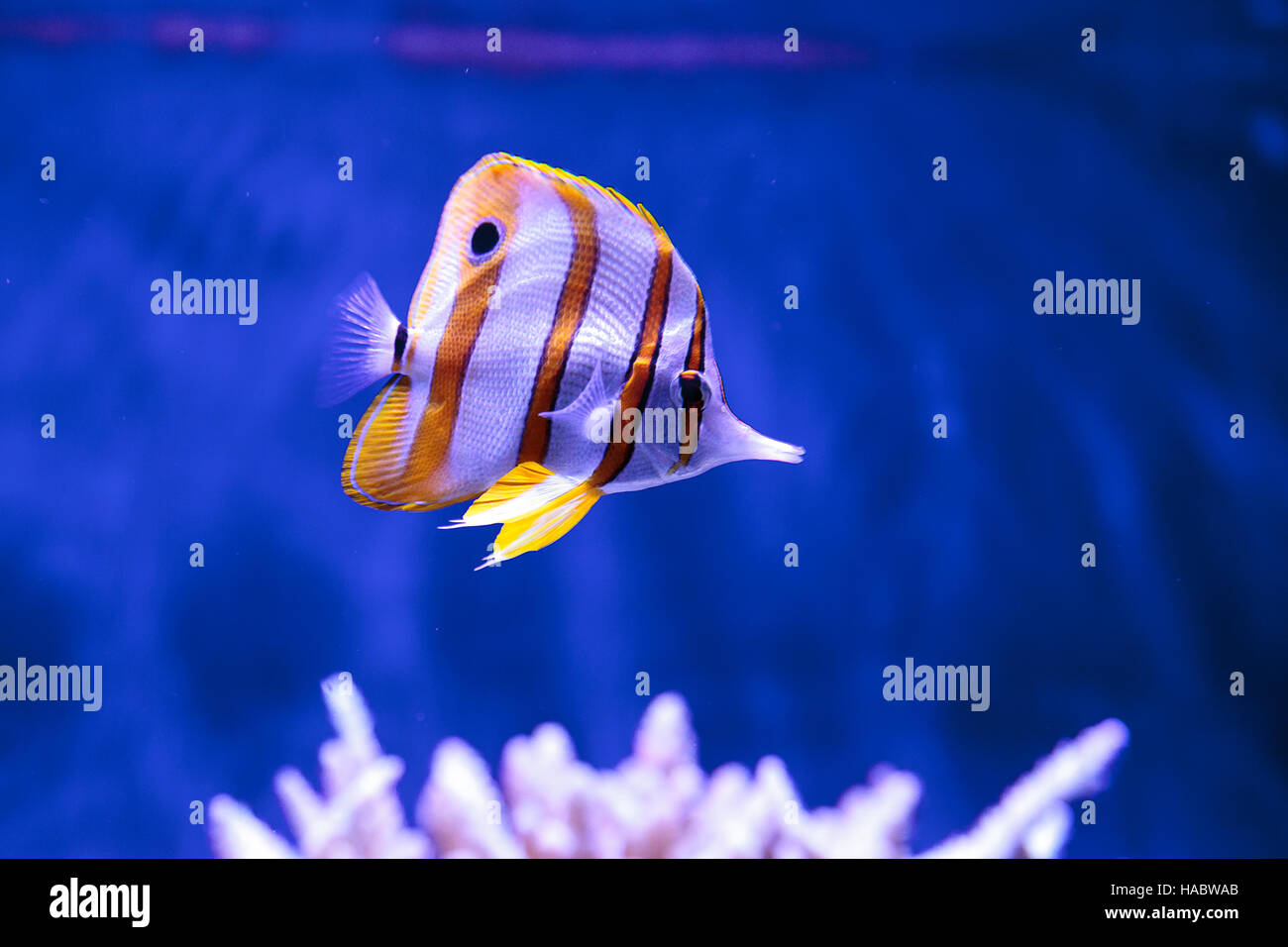 Copper-banded butterflyfish, Chelmon rostratus, in a reef aquarium ...