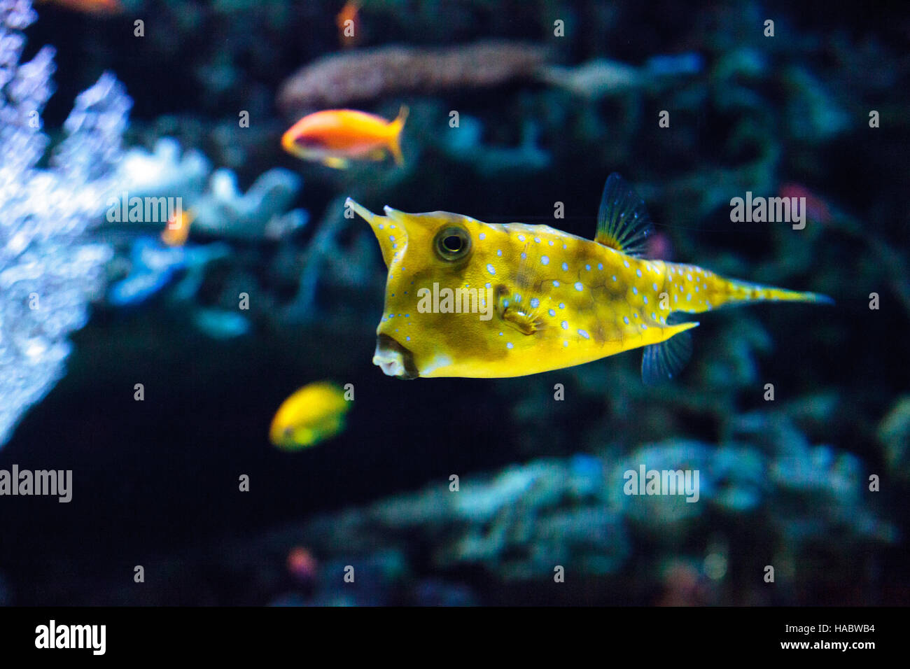 Blue spotted cowfish hi-res stock photography and images - Alamy