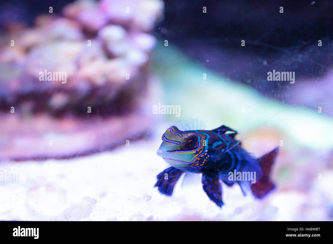 Mandarin goby is also called the Mandarin dragnet Synchiropus ...