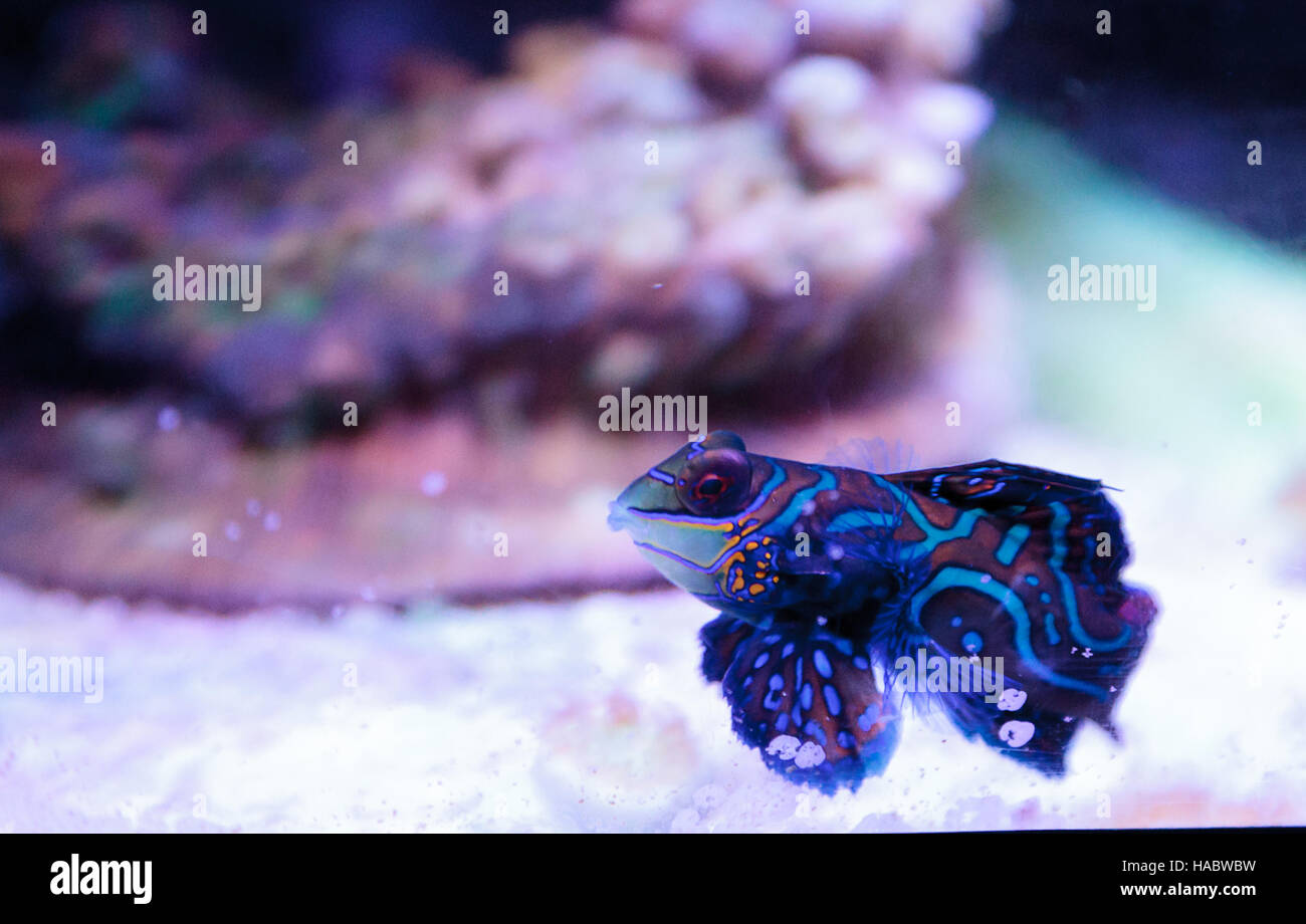 Mandarin fish hi-res stock photography and images - Alamy