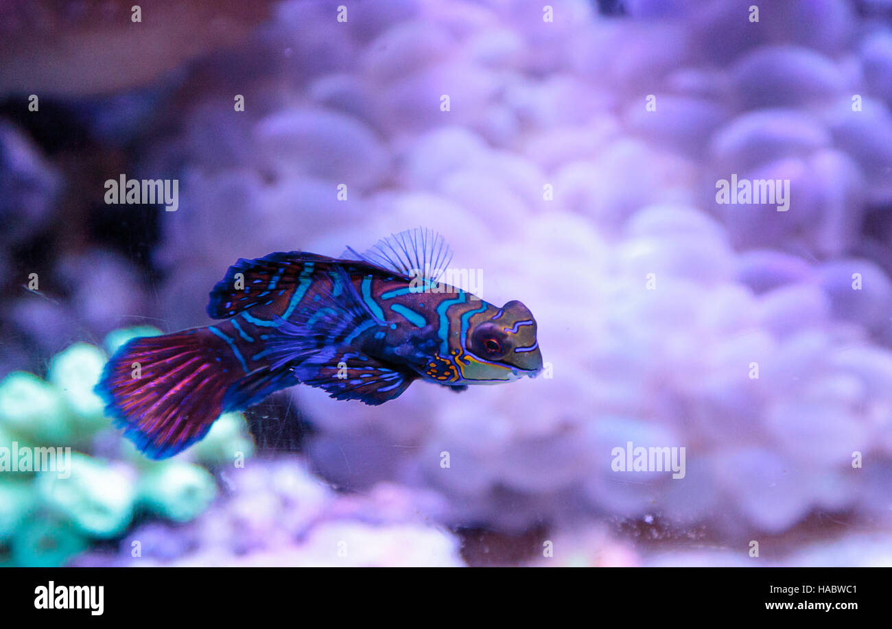 Mandarin fish hi-res stock photography and images - Alamy