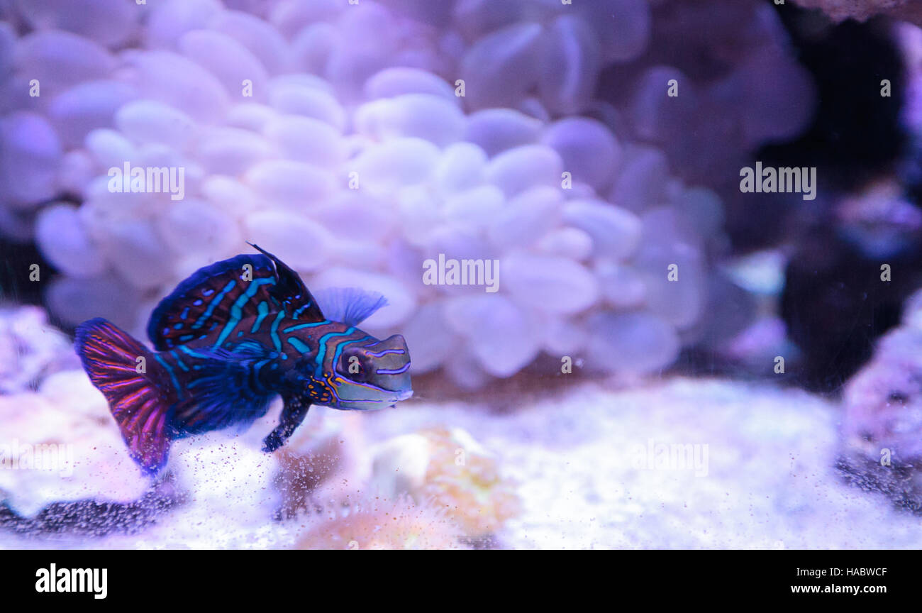 Mandarin goby is also called the Mandarin dragnet Synchiropus ...