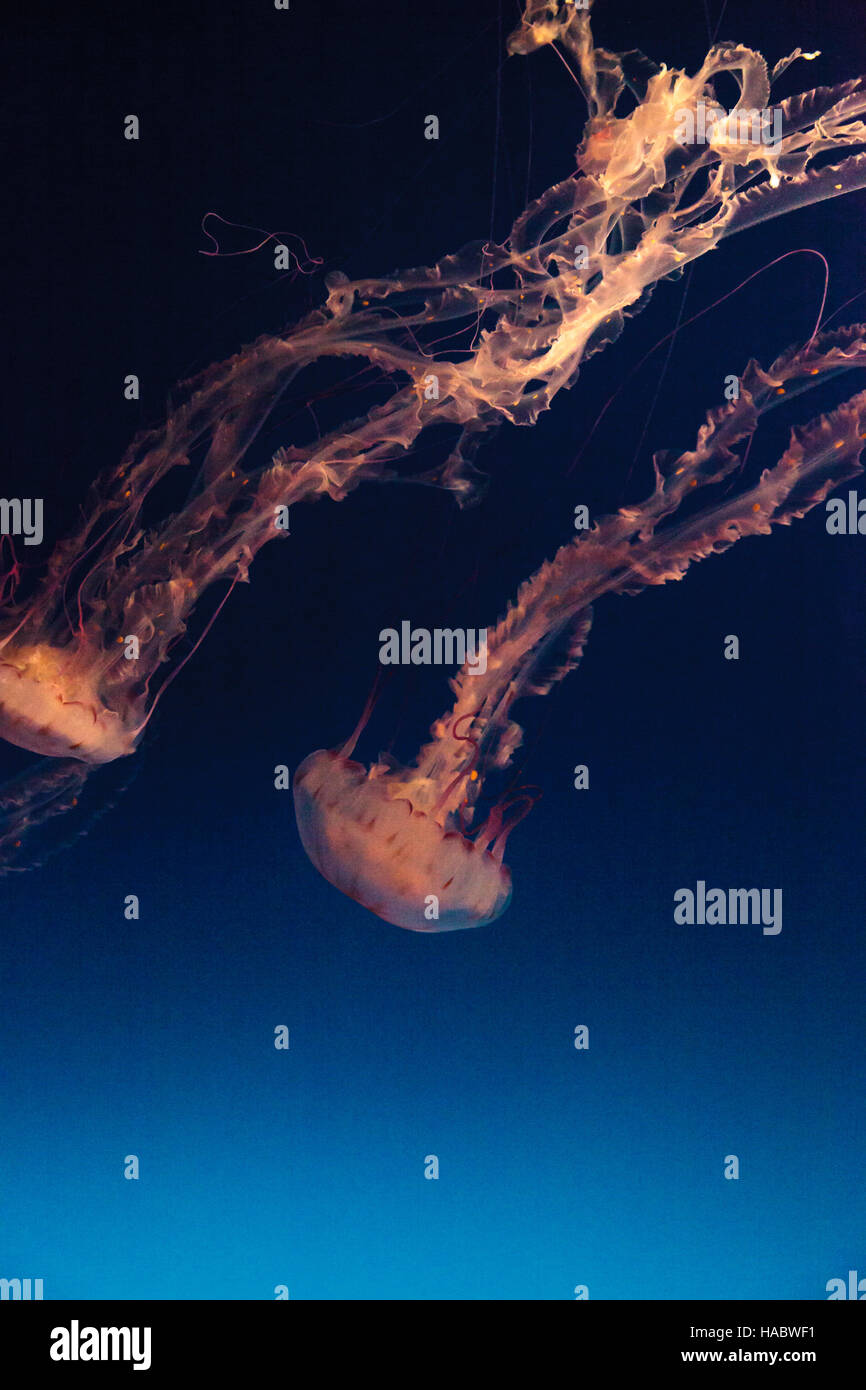 Purple striped jellyfish, Chrysaora colorata, floats gracefully with ...