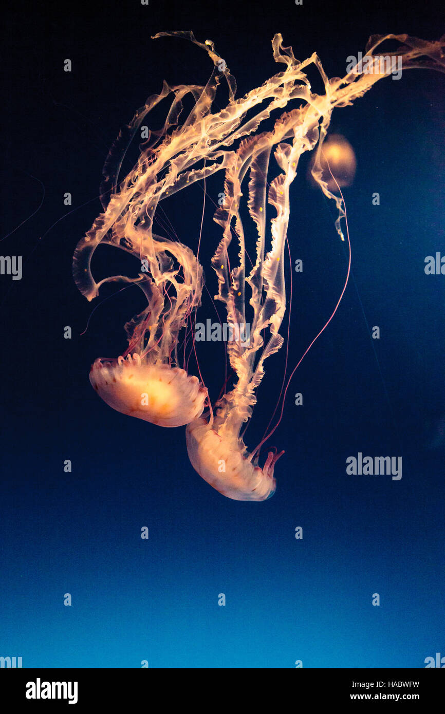 Purple striped jellyfish, Chrysaora colorata, floats gracefully with ...