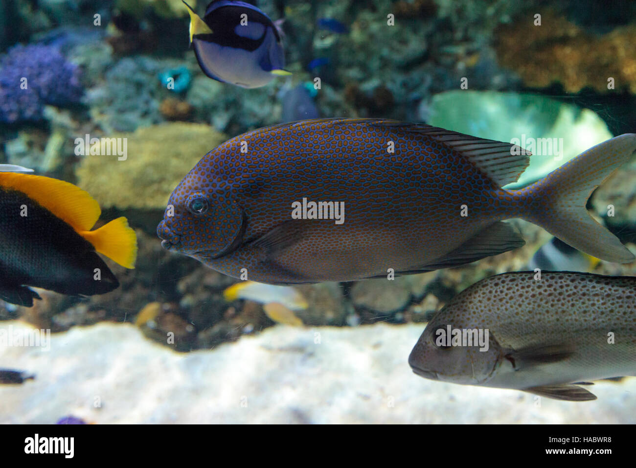 Yellowspot rabbitfish Siganus guttatus swims across a coral reef Stock ...