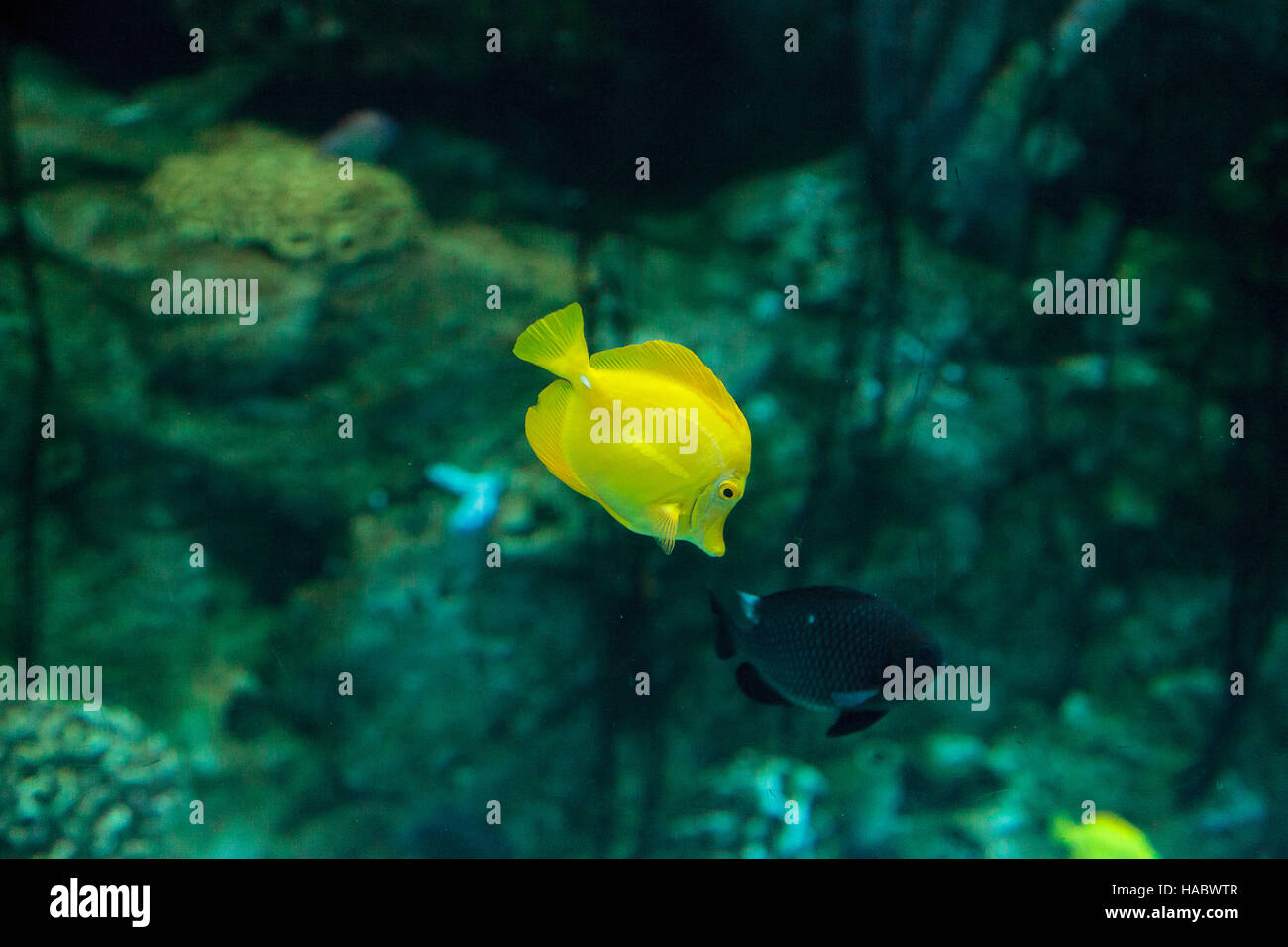 Deep water single fish hi-res stock photography and images - Alamy