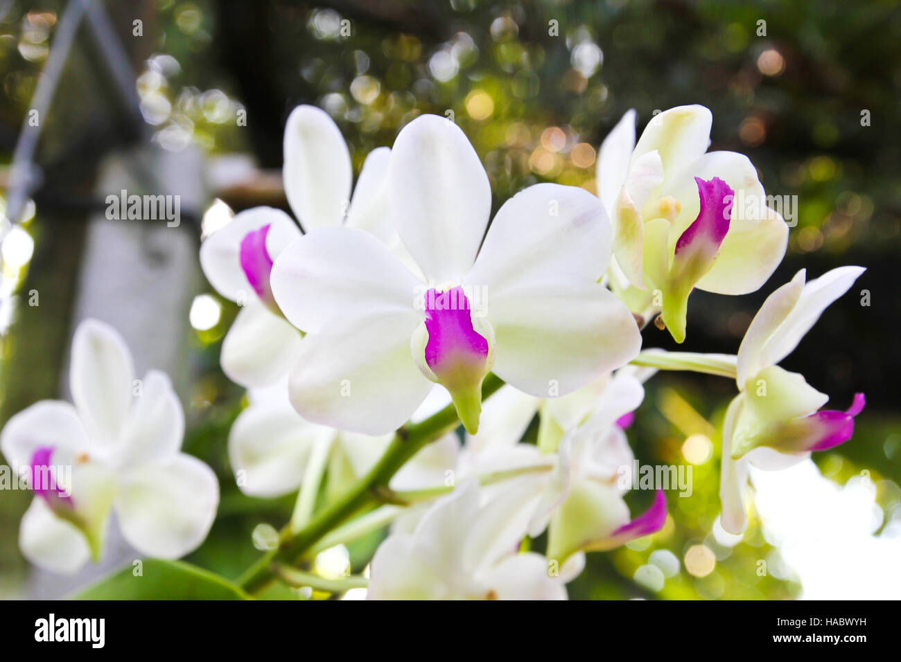 Beautiful orchid in garden Stock Photo - Alamy
