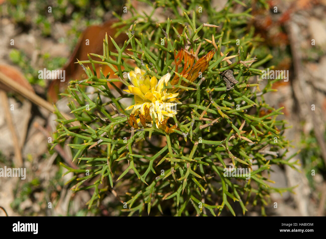Petrophile multisecta hi-res stock photography and images - Alamy