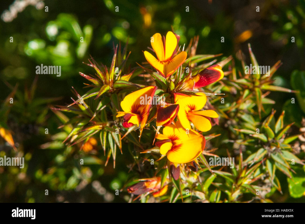 Yellow Bush Pea High Resolution Stock Photography and Images - Alamy