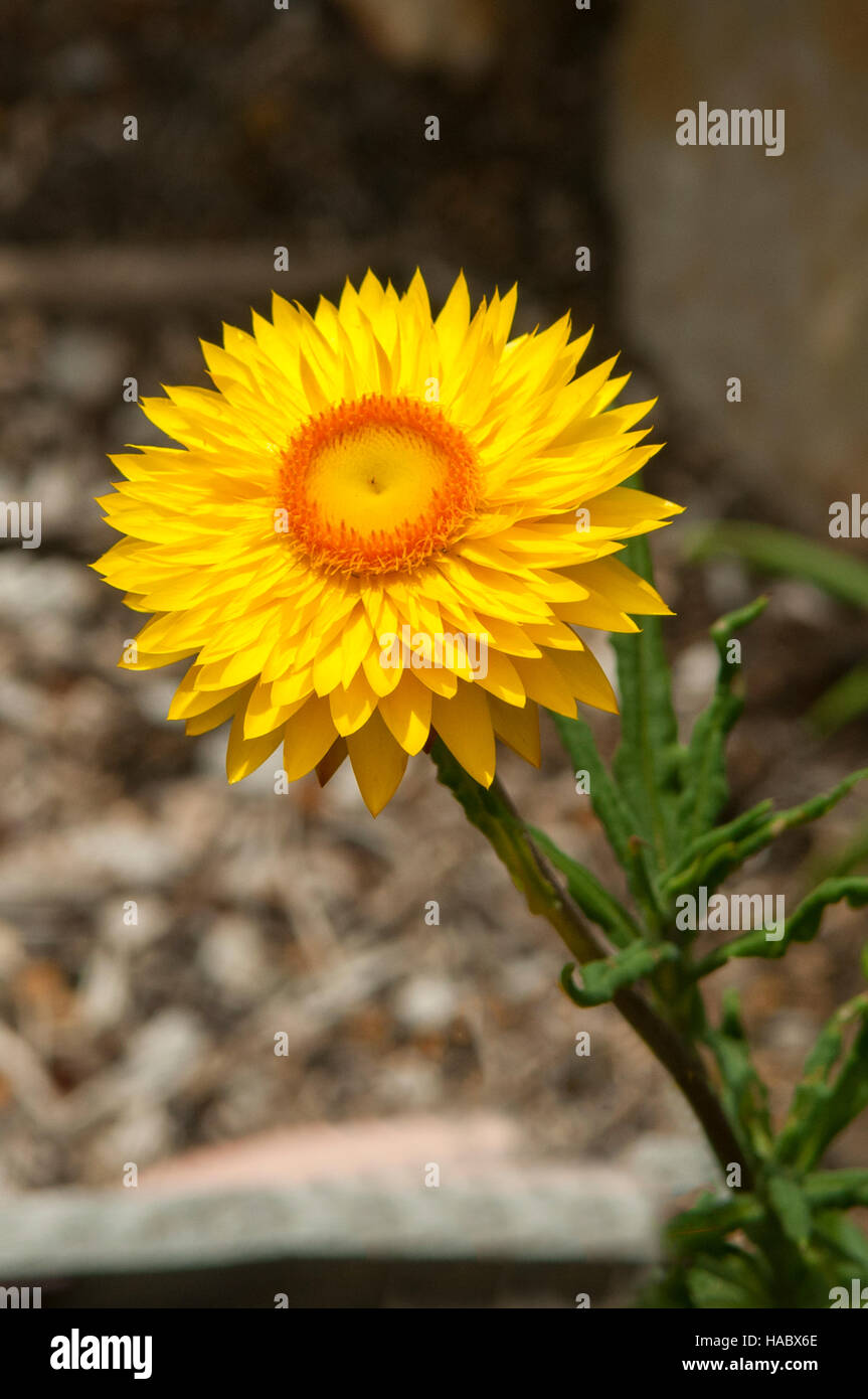 Garden everlasting flower hi-res stock photography and images - Alamy