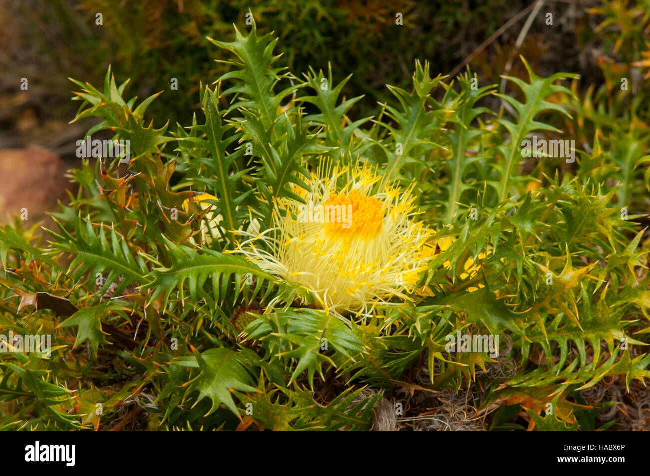 Dryandra hi-res stock photography and images - Alamy