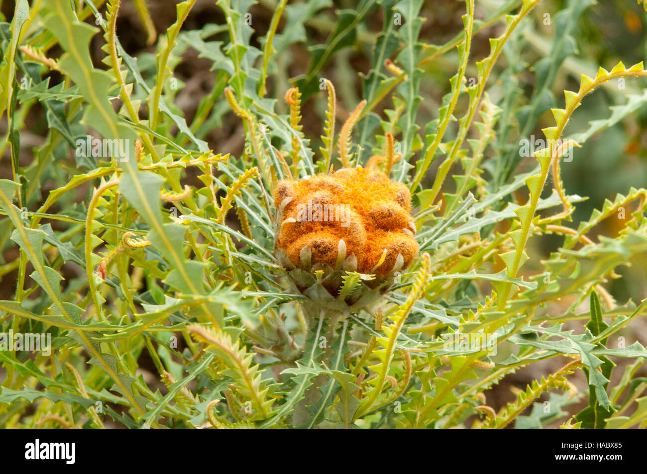 Dryandra hi-res stock photography and images - Alamy