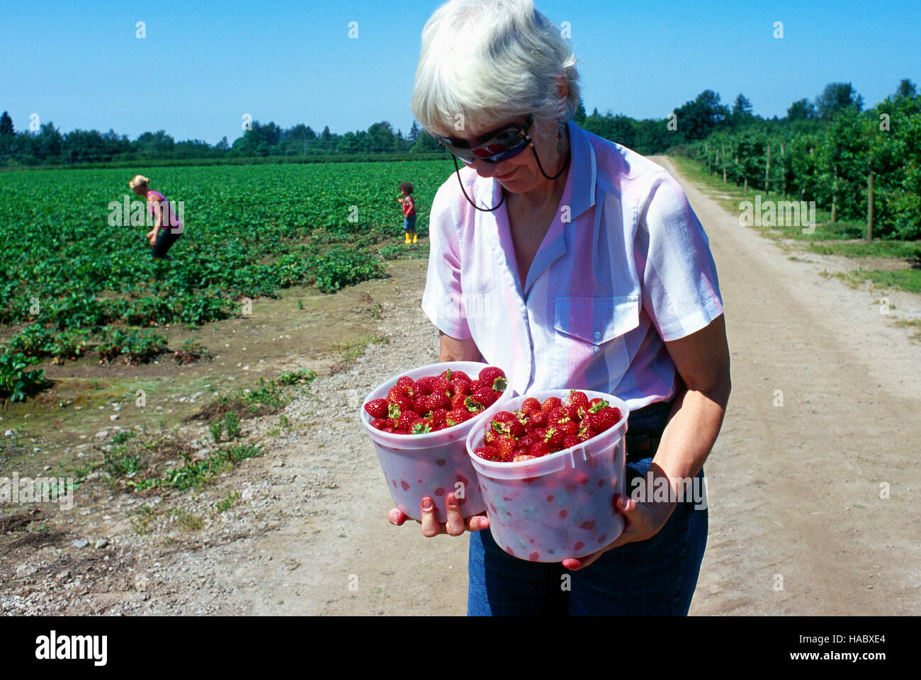 Pickers in strawberry fields hi-res stock photography and images - Alamy