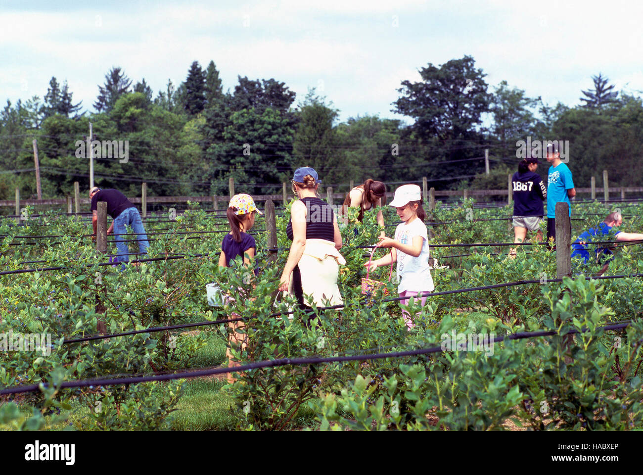 Picking farm canada hi-res stock photography and images - Alamy