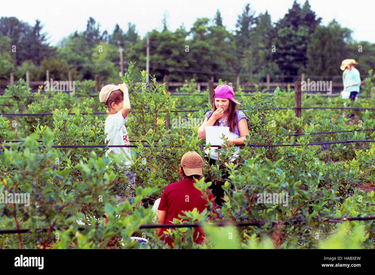 About 100 pickers hi-res stock photography and images - Alamy