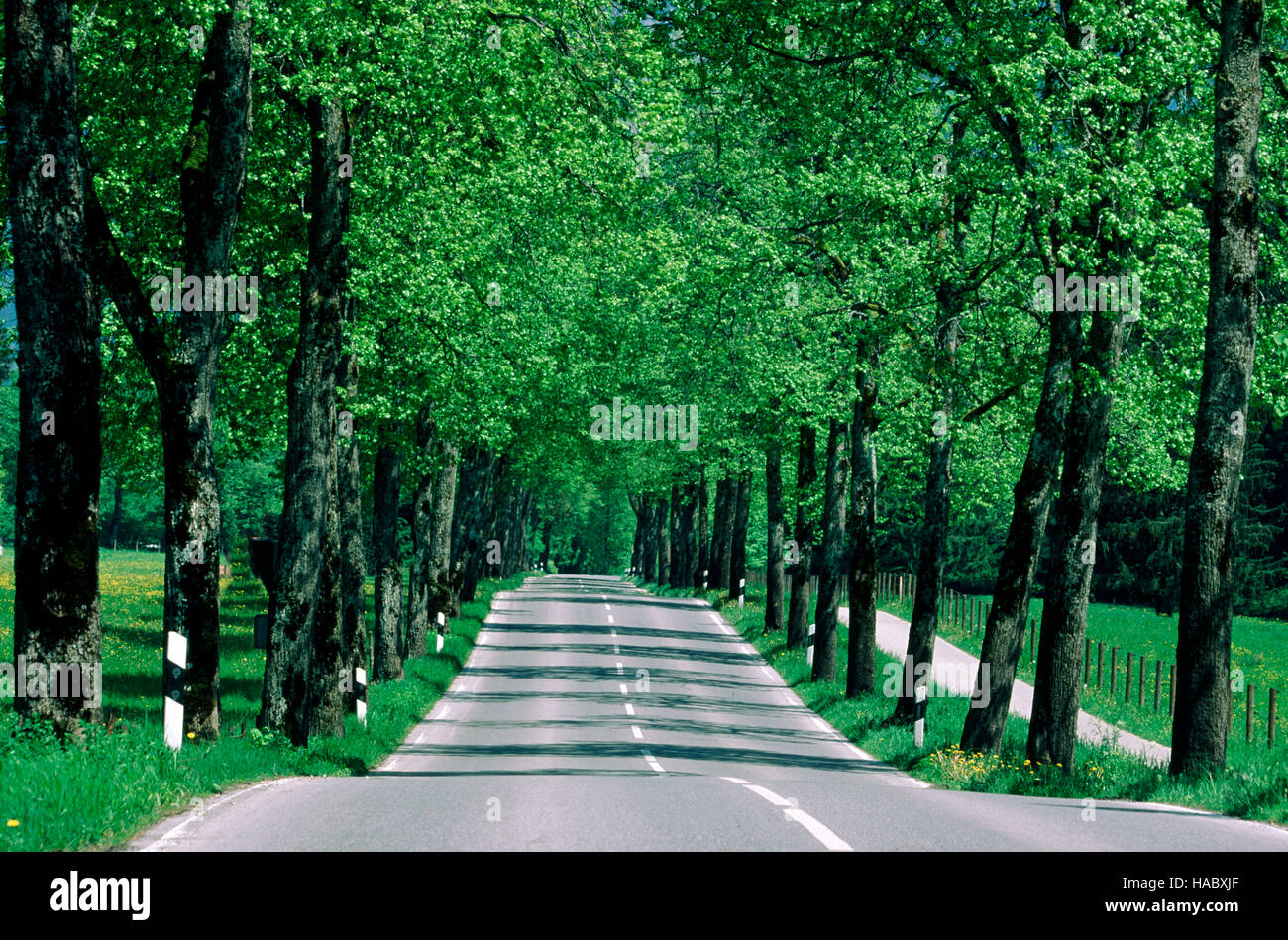 Tree lined avenue road hi-res stock photography and images - Alamy