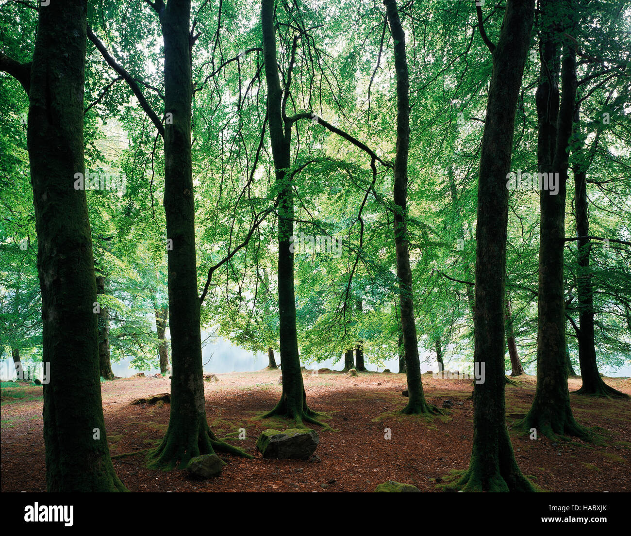 Beech trees and woodland near Loch Oich, Highland Region, Scotland, UK ...