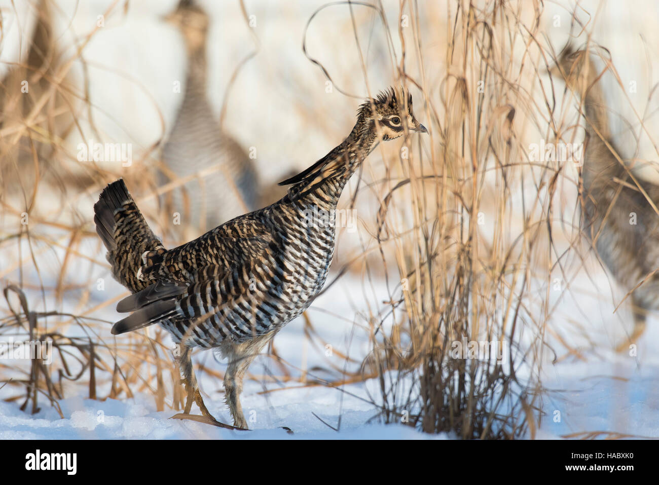 Greater Prairie Chickens in the snow in the winter in Minnesota Stock ...