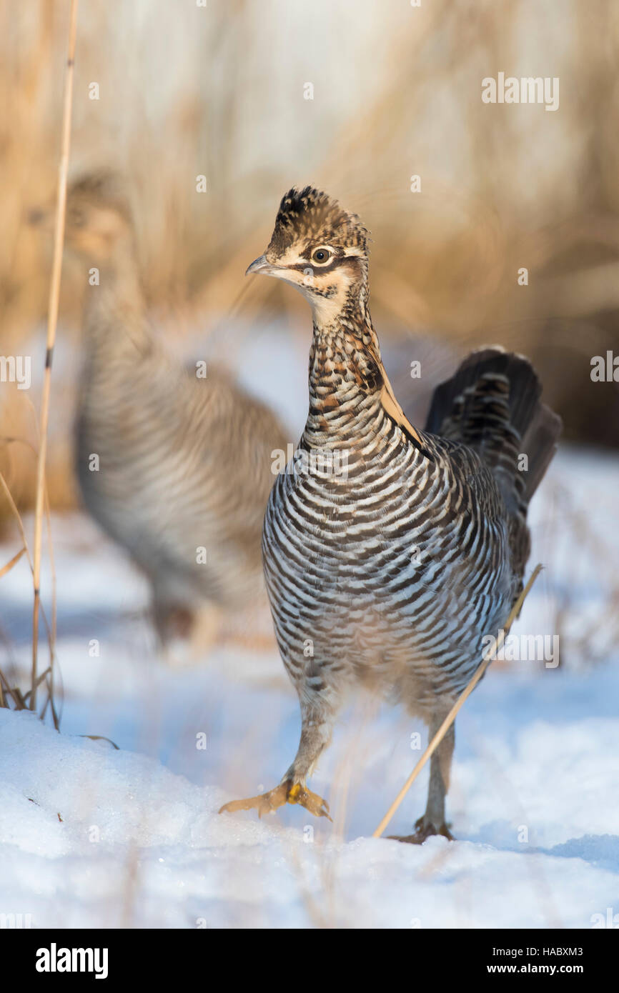 Greater Prairie Chickens in the snow in the winter in Minnesota Stock ...