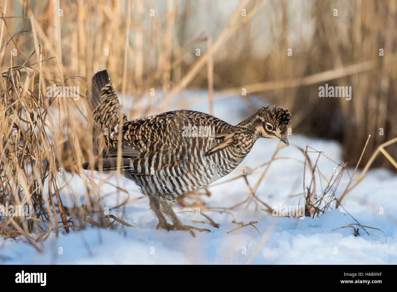 Greater Prairie Chickens in the snow in the winter in Minnesota Stock ...