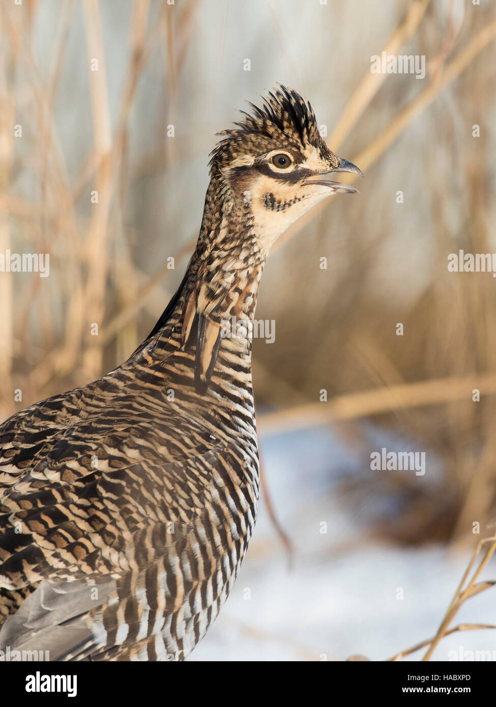 Greater Prairie Chickens in the snow in the winter in Minnesota Stock ...