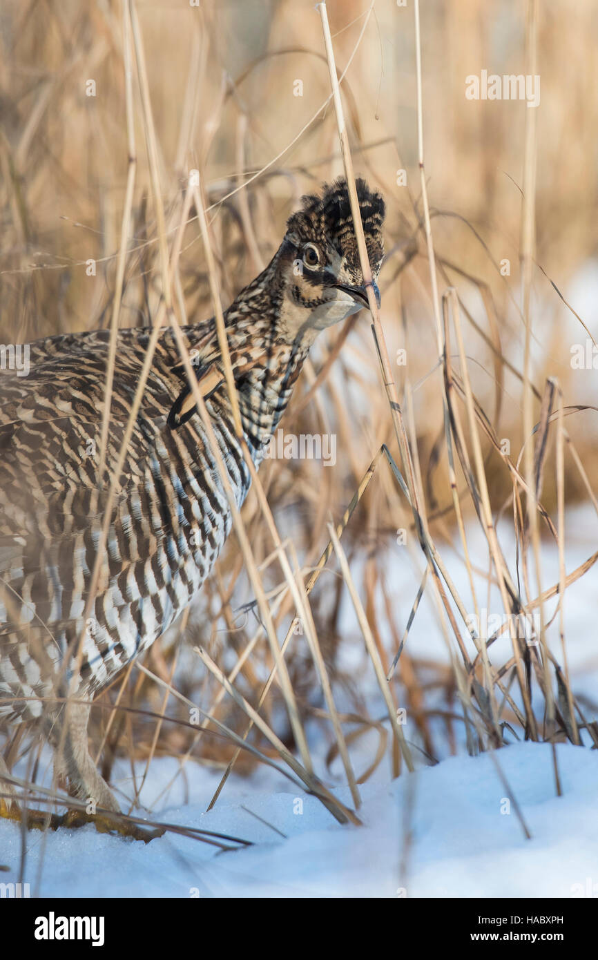 A Greater Prairie Chicken on fresh snow in Minnesota Stock Photo - Alamy