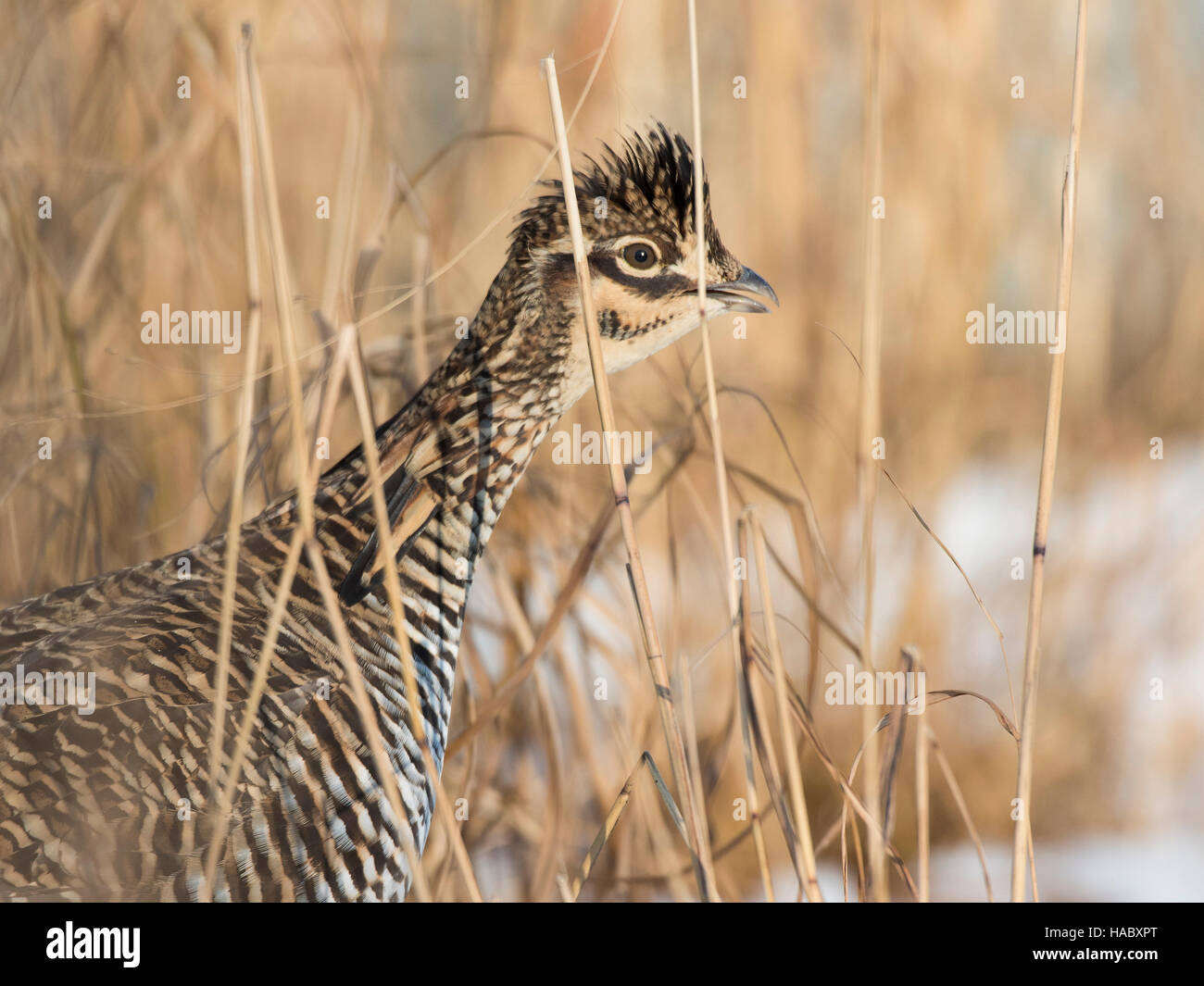 A Greater Prairie Chicken on fresh snow in Minnesota Stock Photo - Alamy