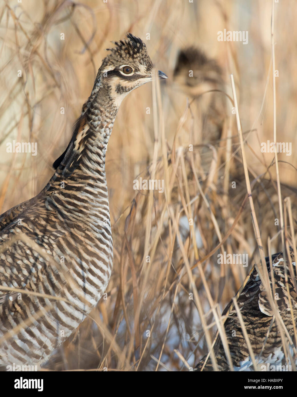 A Greater Prairie Chicken on fresh snow in Minnesota Stock Photo - Alamy