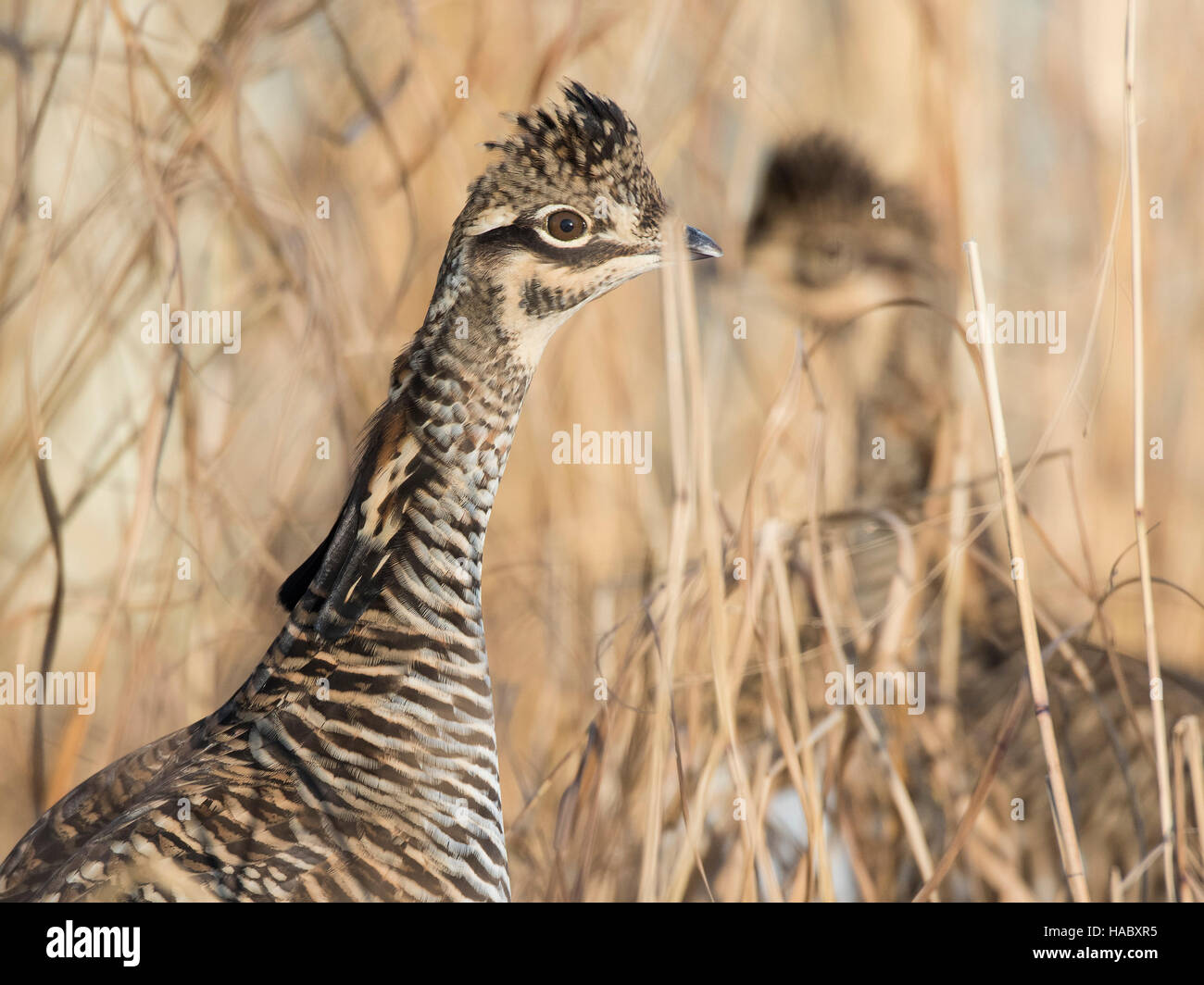 A Greater Prairie Chicken on fresh snow in Minnesota Stock Photo - Alamy