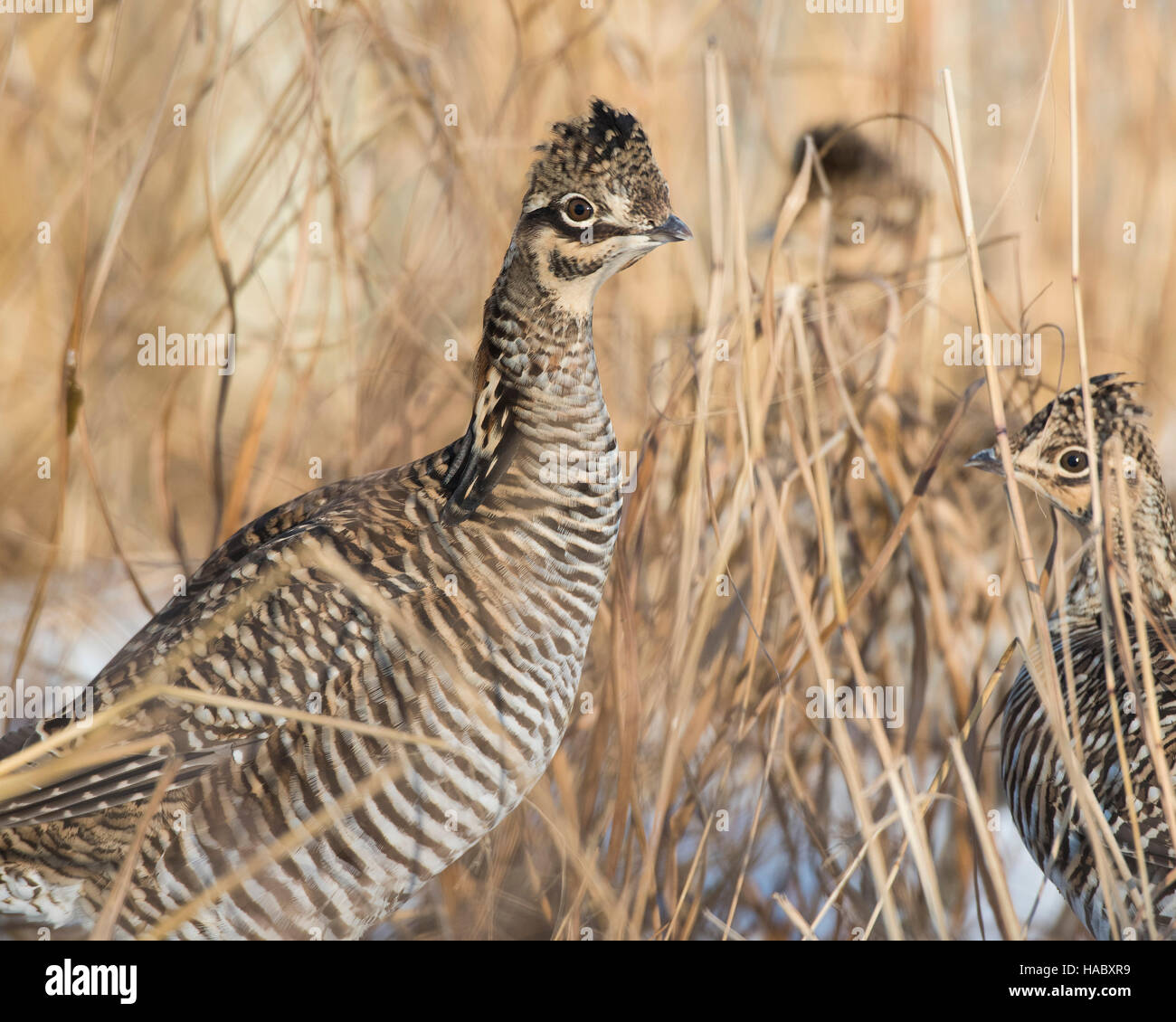 A Greater Prairie Chicken on fresh snow in Minnesota Stock Photo - Alamy