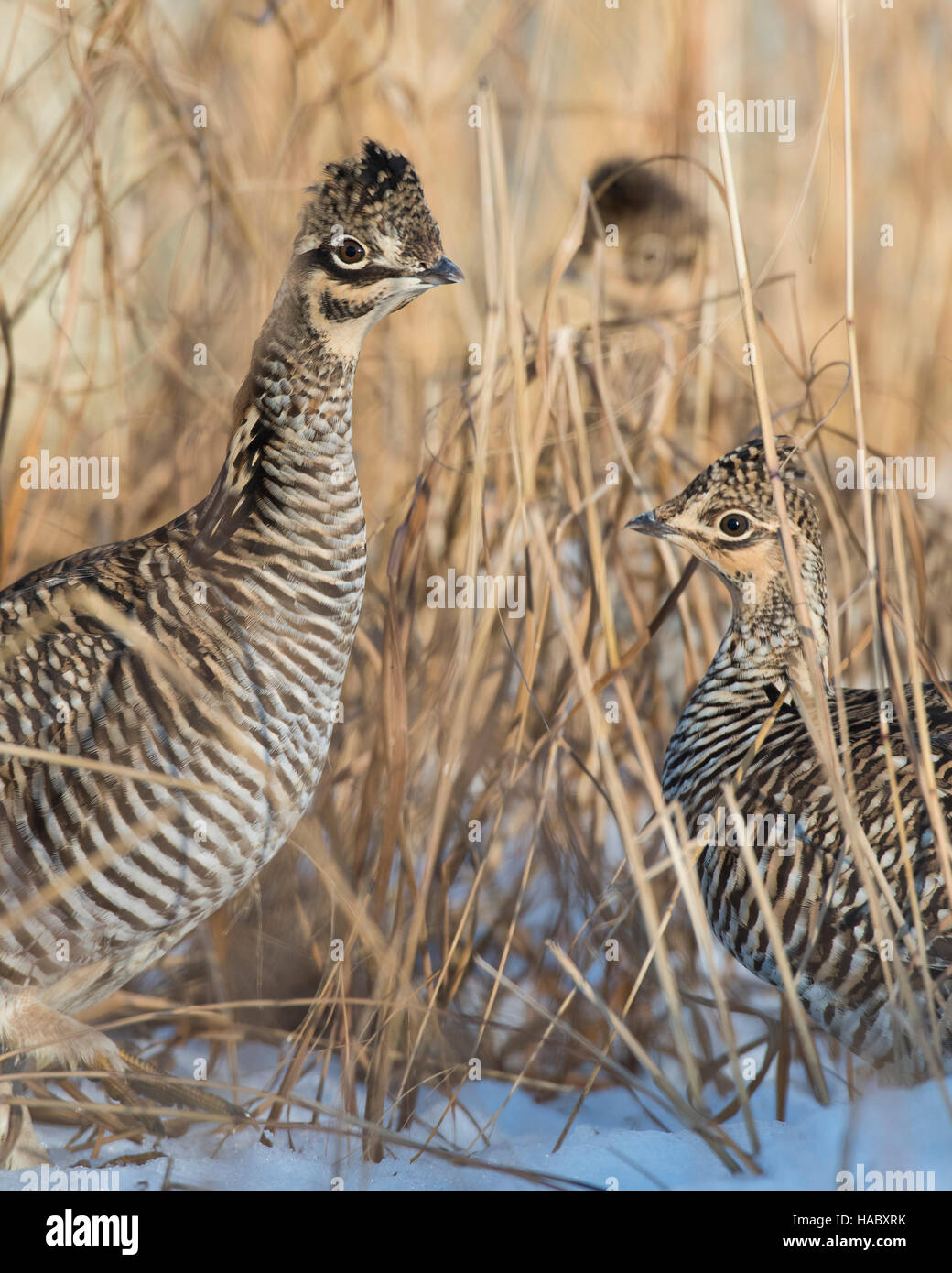 A Greater Prairie Chicken on fresh snow in Minnesota Stock Photo - Alamy