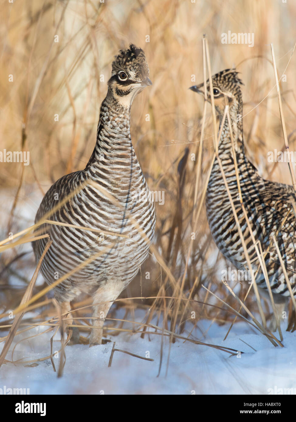 A Greater Prairie Chicken on fresh snow in Minnesota Stock Photo - Alamy