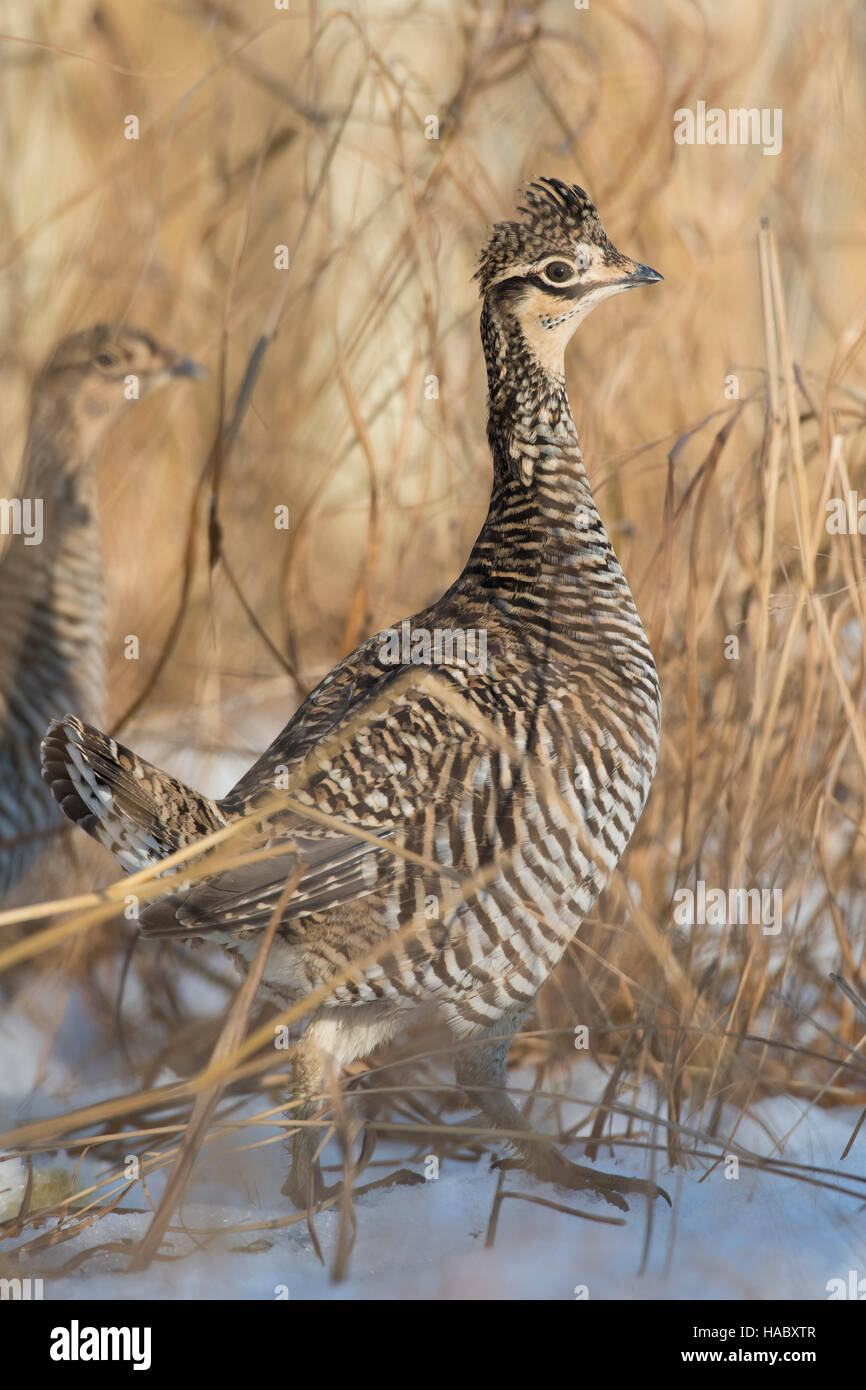A Greater Prairie Chicken on fresh snow in Minnesota Stock Photo - Alamy